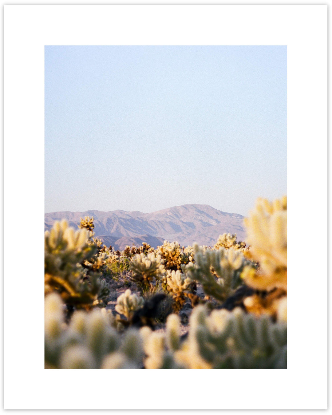JOSHUA TREE COLLECTION – Collection 34